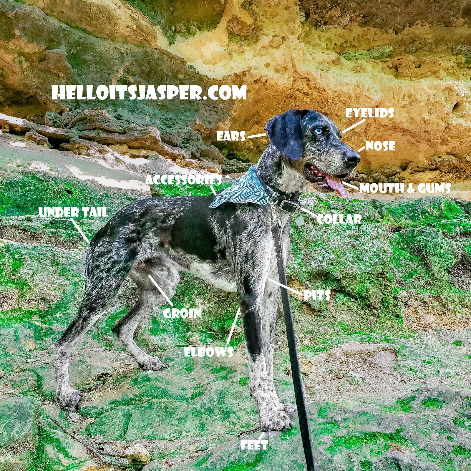 Lyme Disease in Dogs – Hello It's Jasper