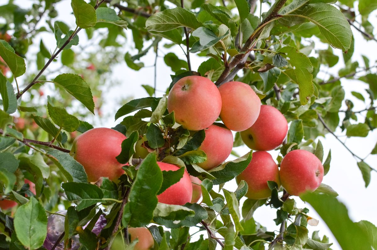 The Best Apple Orchard in Mainz, Germany – Hello It's Jasper