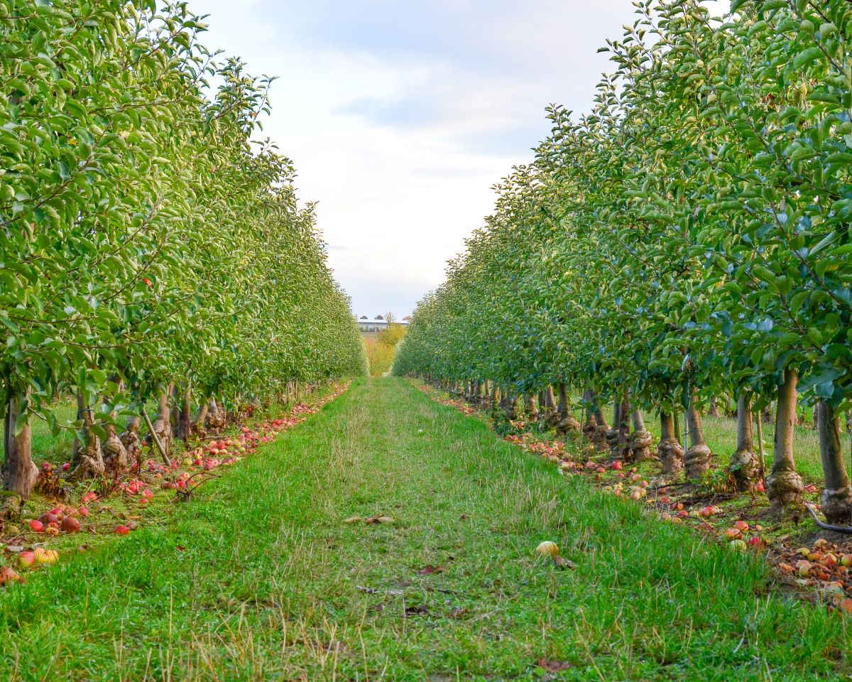 The Best Apple Orchard in Mainz, Germany – Hello It's Jasper