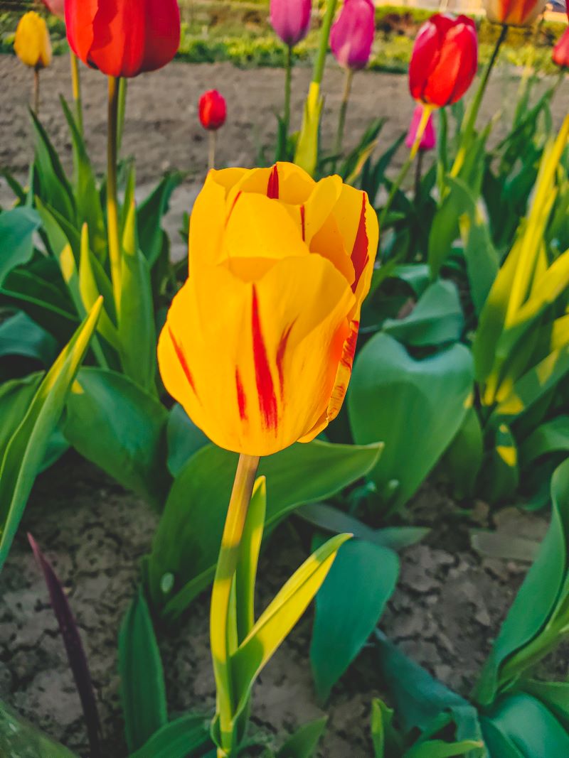 Your Ultimate Guide to Picking Tulips in Germany – Hello It's Jasper