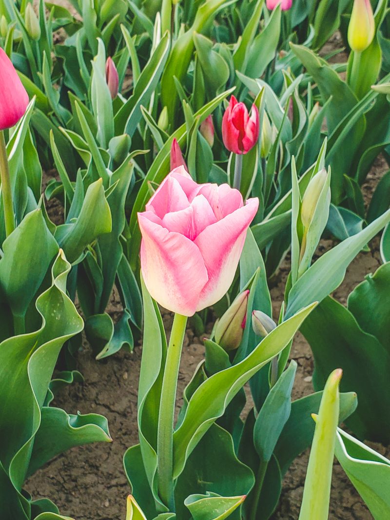 Your Ultimate Guide to Picking Tulips in Germany – Hello It's Jasper