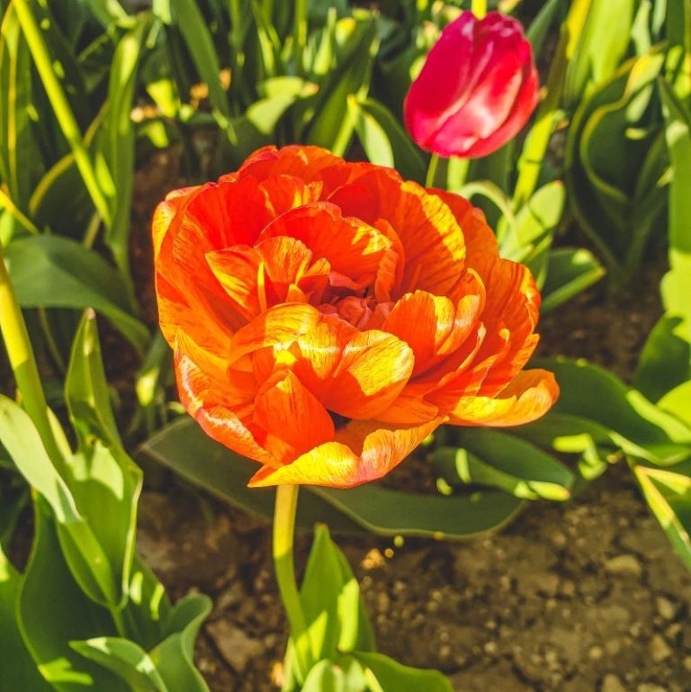 Your Ultimate Guide to Picking Tulips in Germany – Hello It's Jasper
