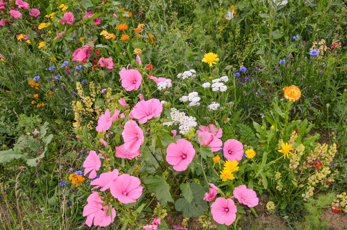 Where to Find the Best Poppy Fields in Germany – Hello It's Jasper